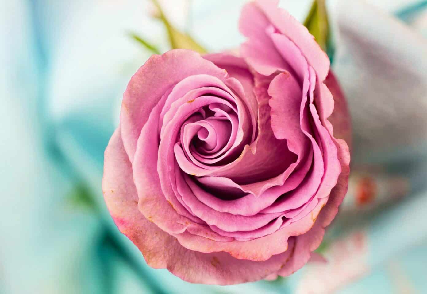 Avez-vous pensé à offrir une rose éternelle pour un cadeau...eternel?